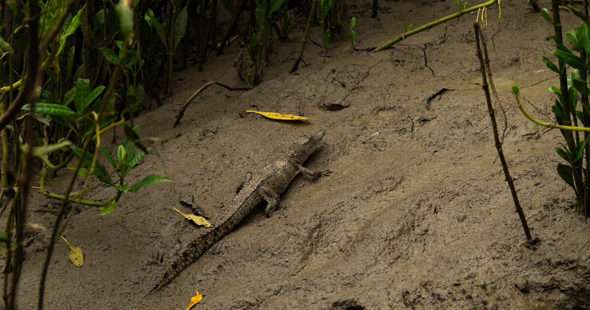 Croc! Lost Giants to Living Legends | Australian National Maritime Museum