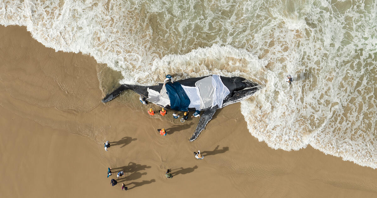 Whale strandings on the rise - is human activity to blame? | Australian ...