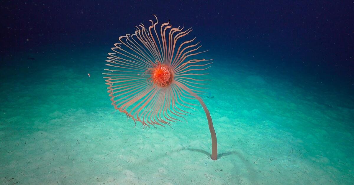 Ocean Wonders | Australian National Maritime Museum