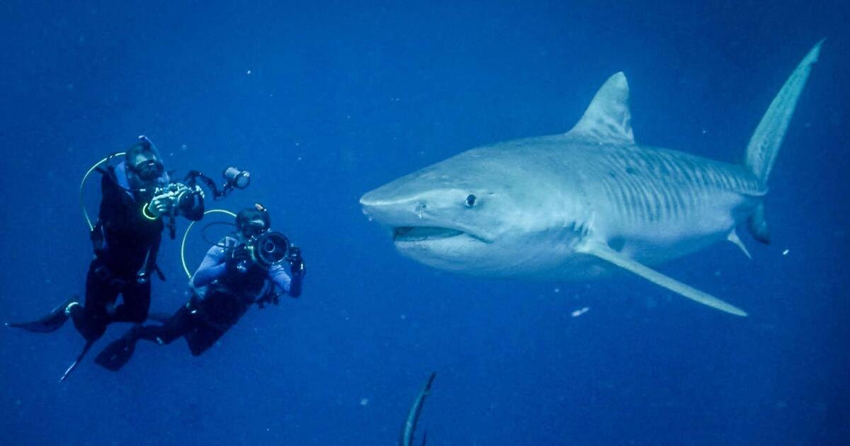 The death of sharks | Australian National Maritime Museum